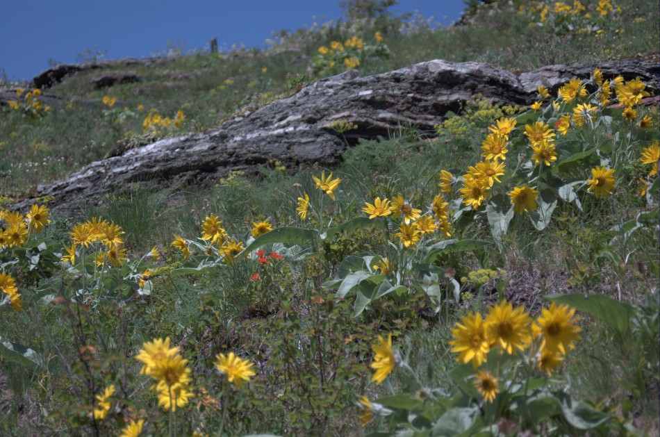 A Profusion of Yellow Wildflowers at Many Glaciers – original – Photography by CyberShutterbug