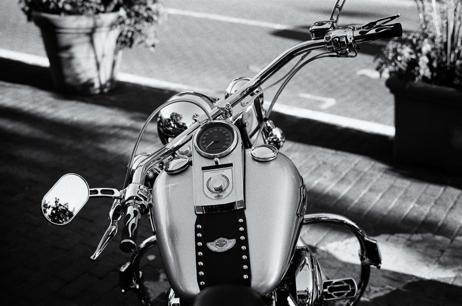 Harley – Photography by CyberShutterbug