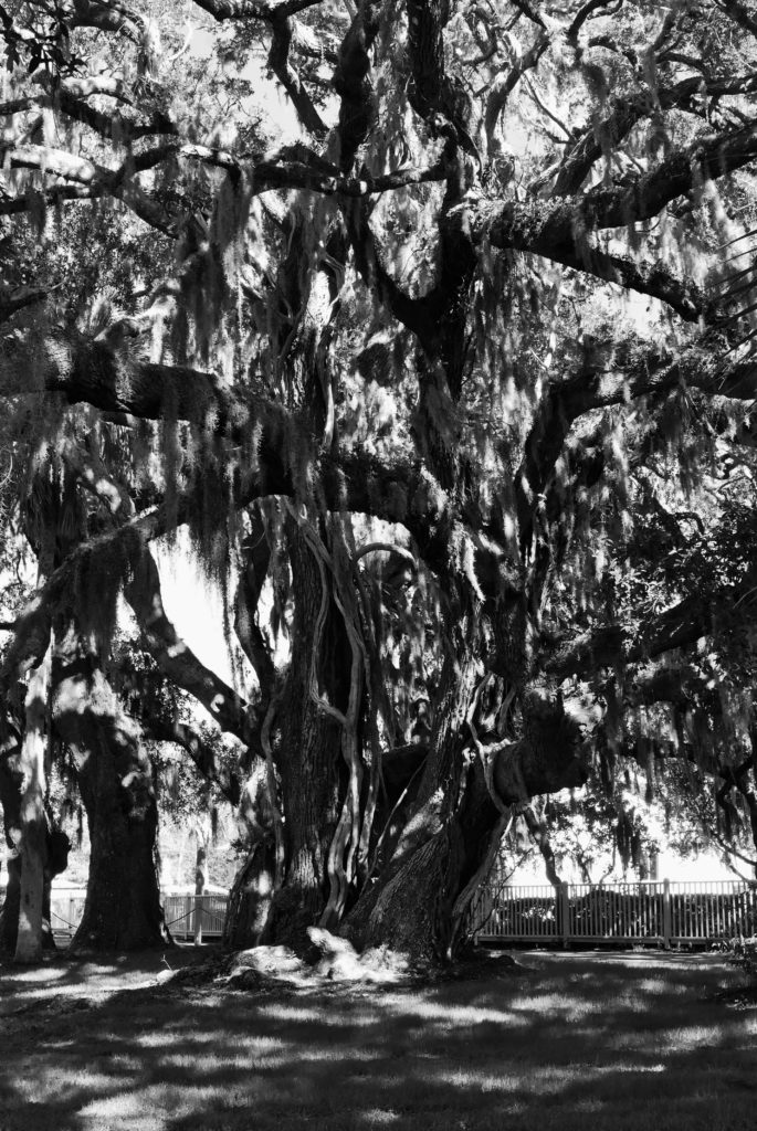 350 Year Old Live Oak – Photography by CyberShutterbug