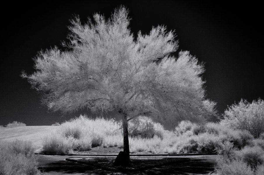 Ghost Tree – Photography by CyberShutterbug