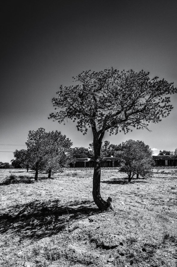 High Desert Trees – Photography by CyberShutterbug