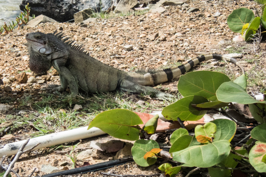 US Virgin Islands – Photography by CyberShutterbug