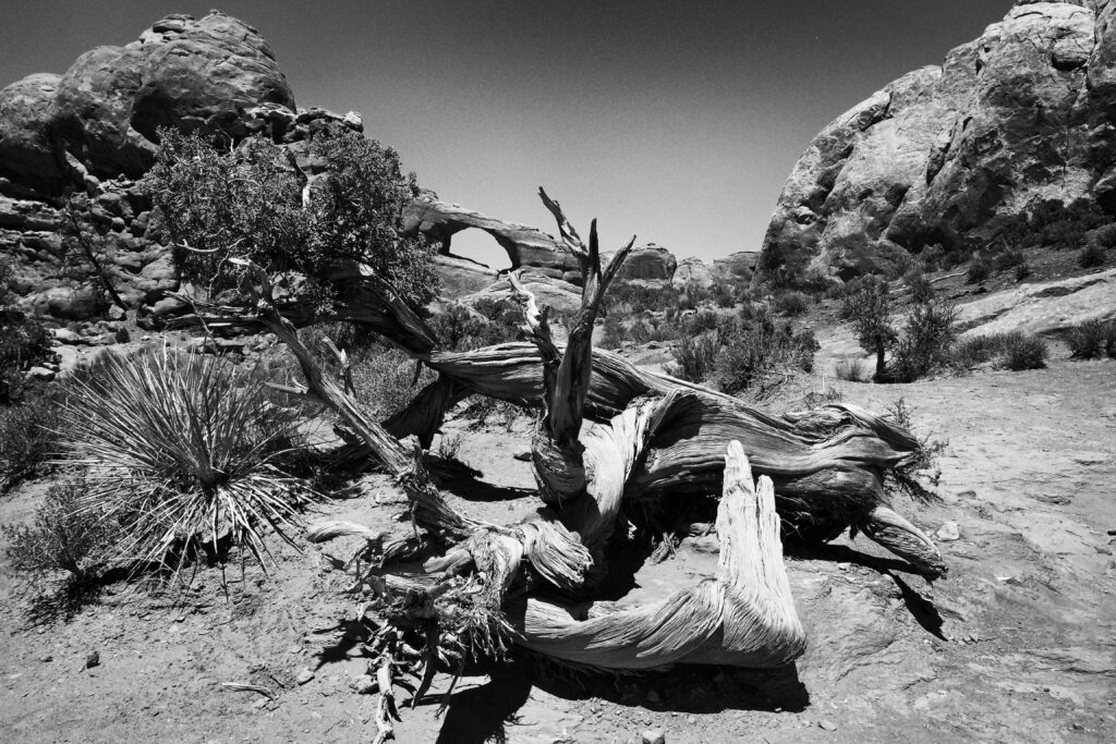 Desert – Photography by CyberShutterbug